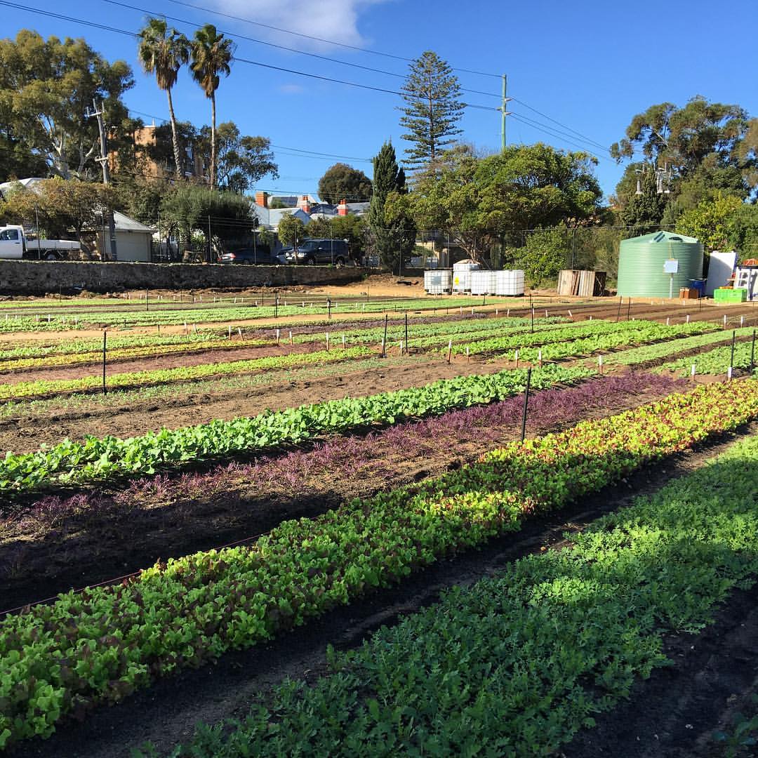 Fremantle Social Farm | HIND’S