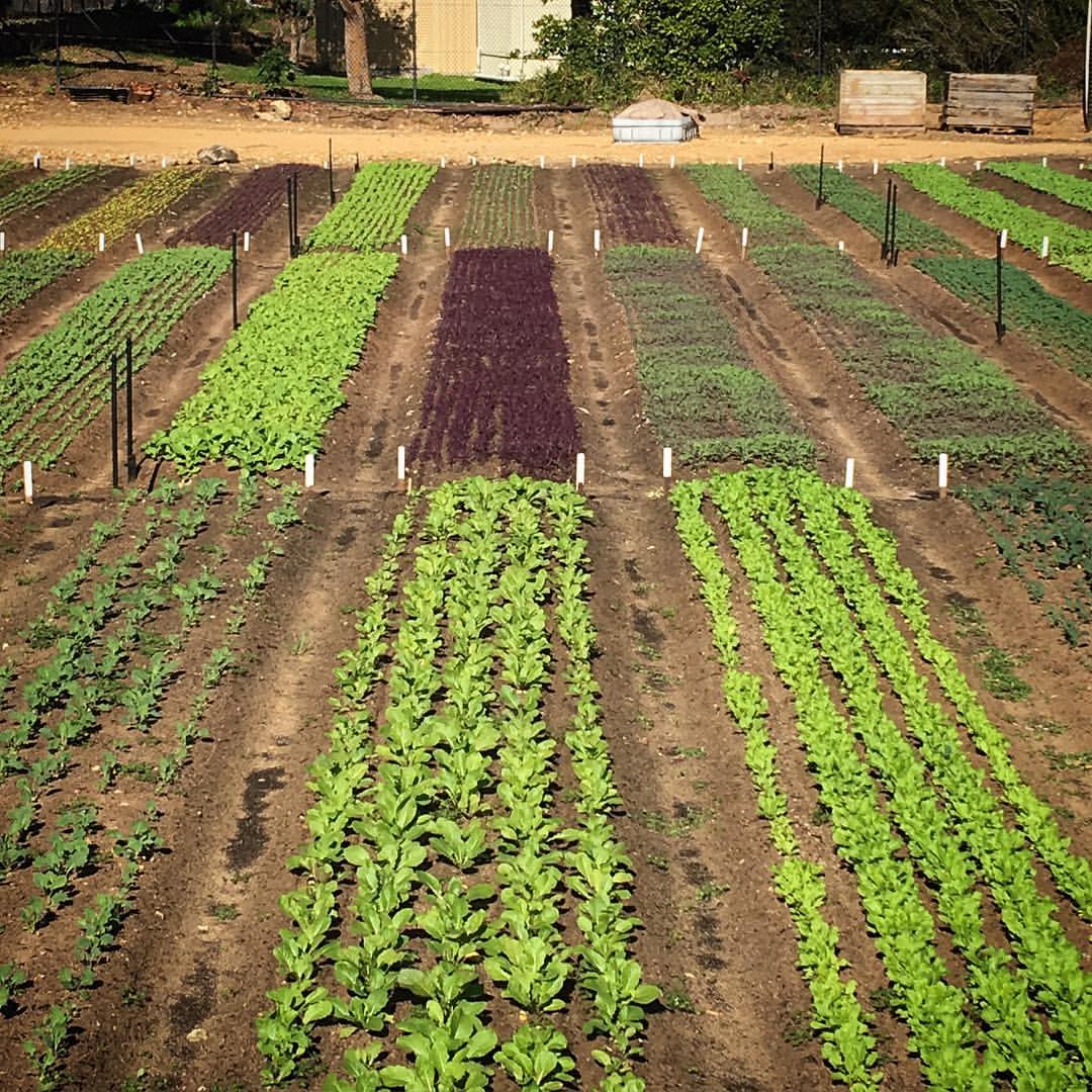 Fremantle Social Farm | HIND’S